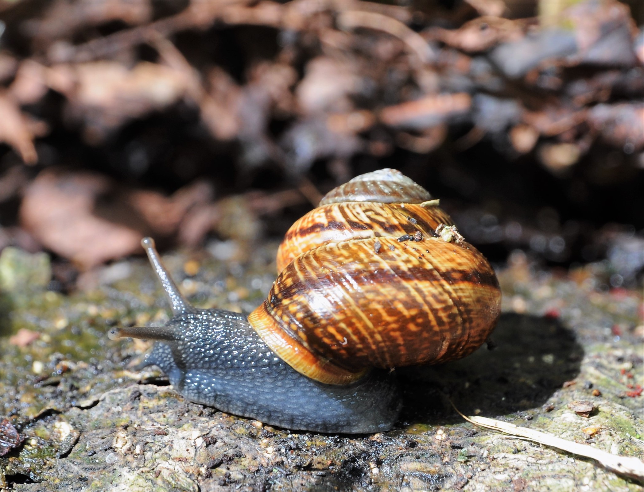De Slak 5-6 | Natuur- en Milieu Educatie Centrum De Klyster
