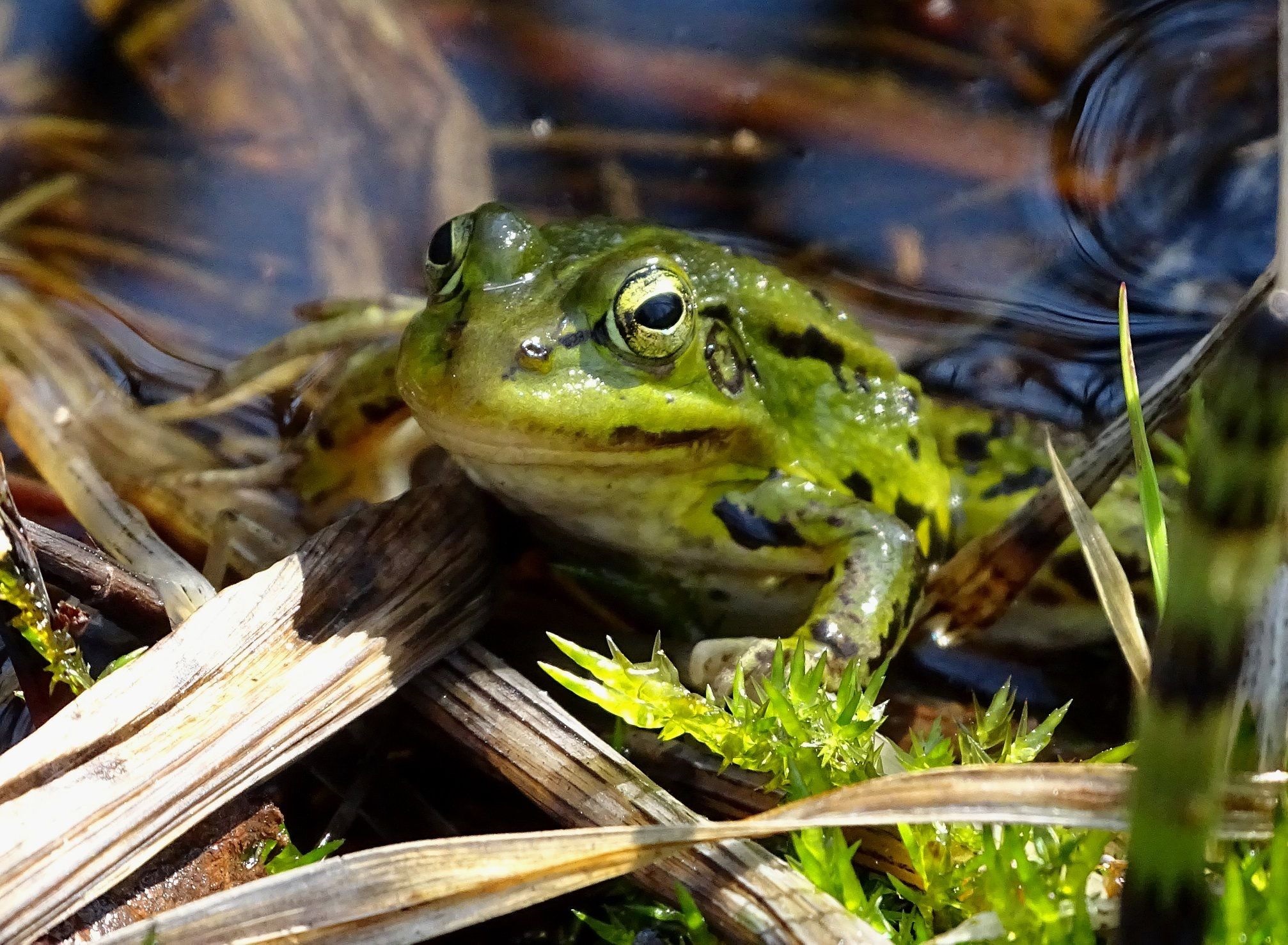 16. Kikker | Natuur- en Milieu Educatie Centrum De Klyster
