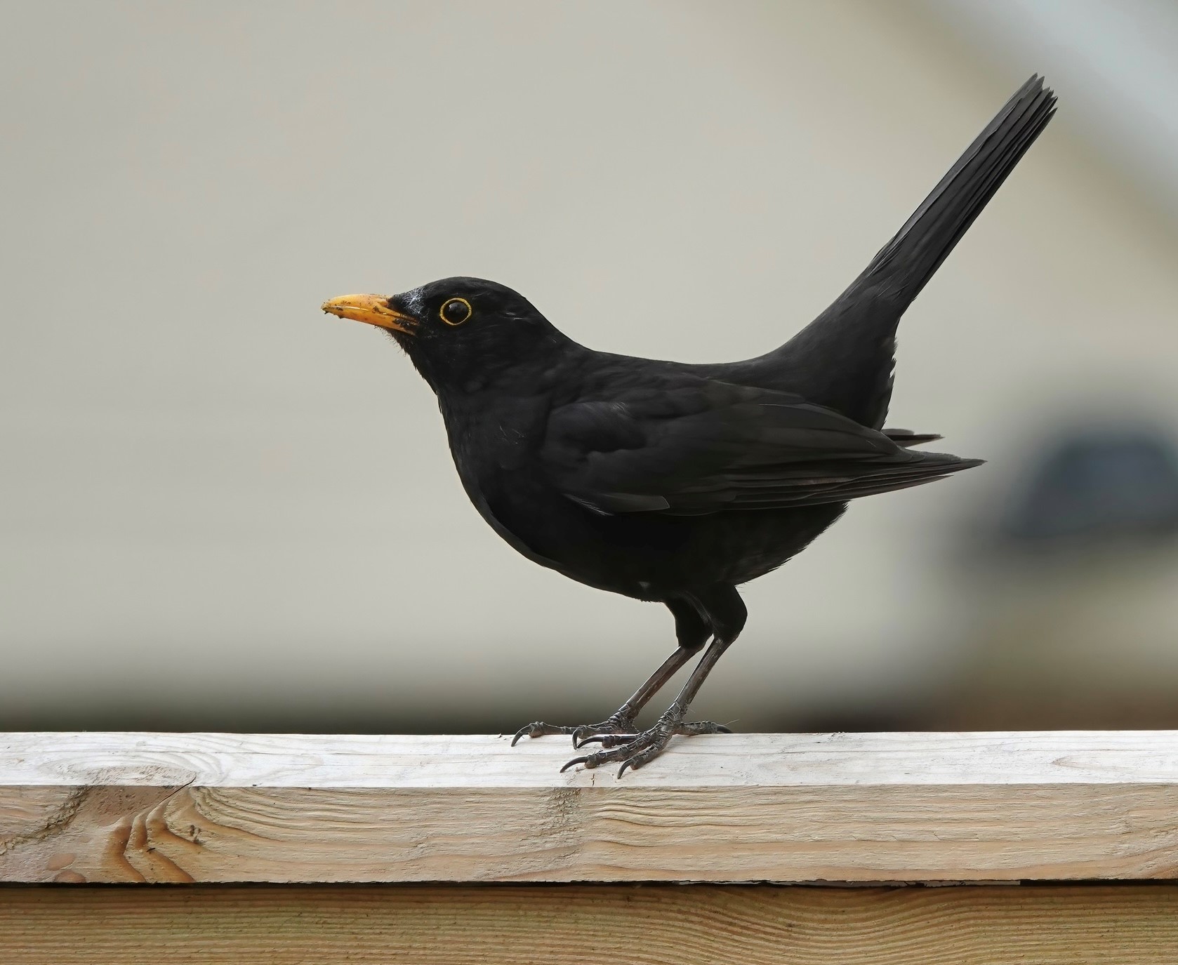 De Merel | Natuur- en Milieu Educatie Centrum De Klyster