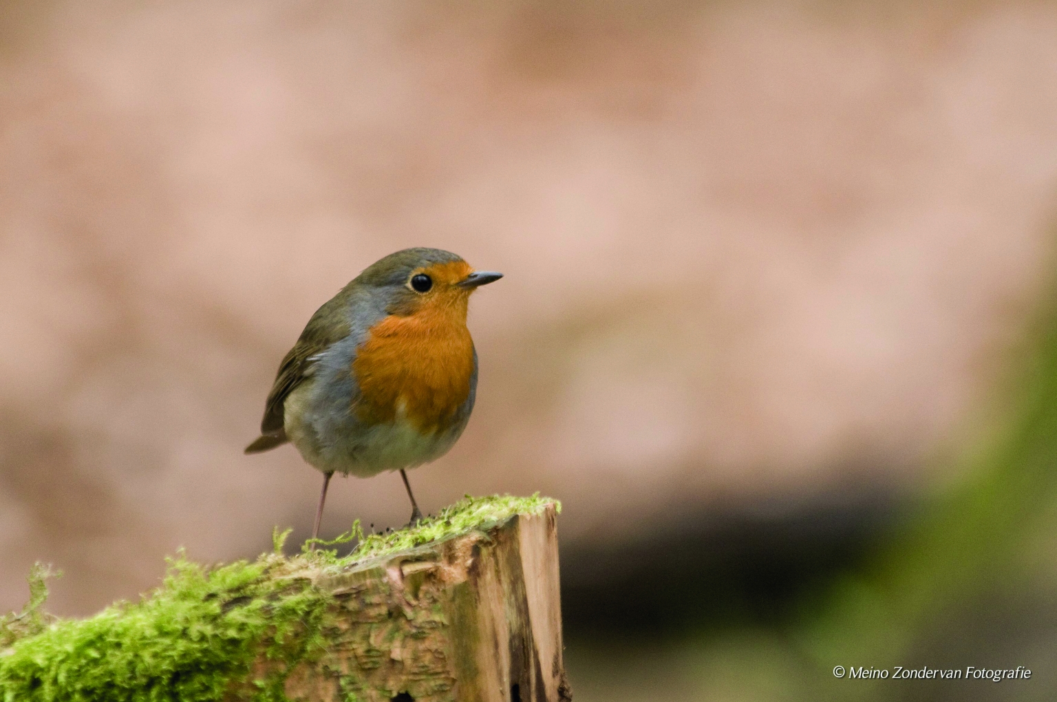 VOGELS: Vogels in de winter 1-2 | Natuur- en Milieu Educatie Centrum De ...